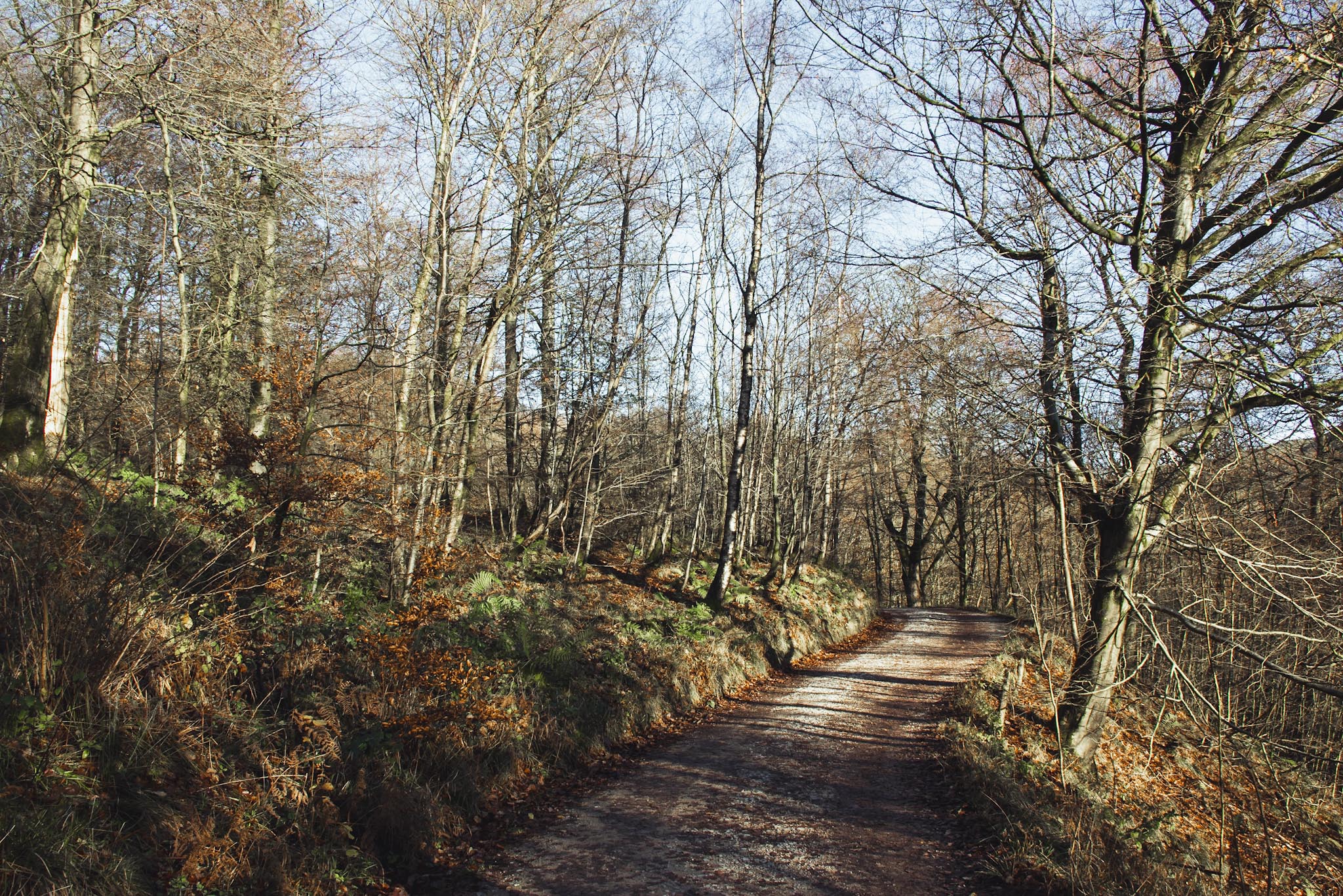 A woodland walk through the Ingleborough Estate Nature Trail